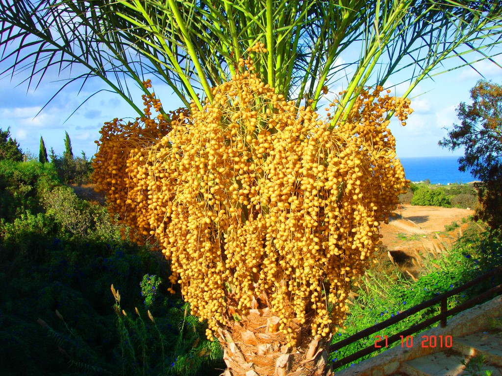 Lemba – Lemba Community Coucil